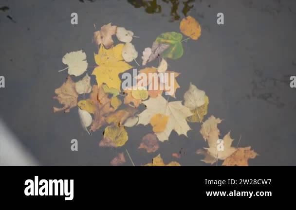 Maple and oak leaves float in water that reflects the sky and trees. Leafes in muddy water. Dry ...