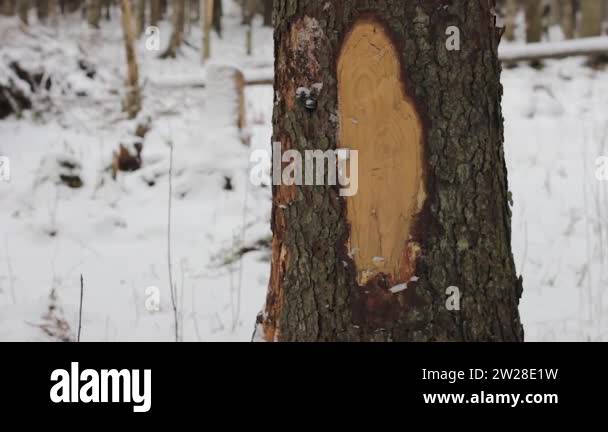 Sapwood decay Stock Videos & Footage - HD and 4K Video Clips - Alamy