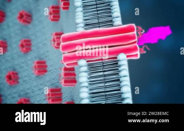 Testosterone is produced in the testicles and circulates in carrier ...