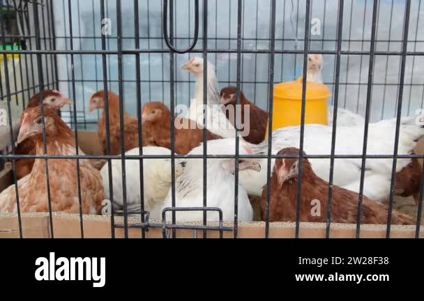 Group of chickens in cage in poultry farm. A flock of domestic chicken ...