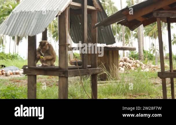 Cute monkey worker rest from coconut harvest collecting. The use of ...