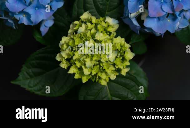 Beautiful hydrangea flowering plant Stock Videos & Footage - HD and 4K ...