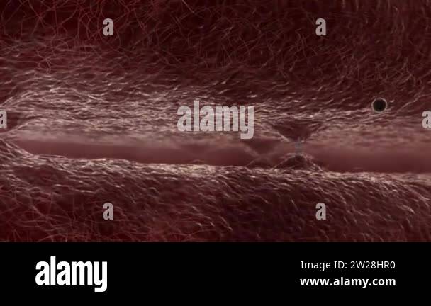 Immune system and defense system. Defense cells in the blood and other ...