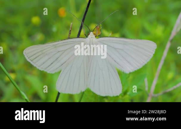 Moth habitat Stock Videos & Footage - HD and 4K Video Clips - Alamy