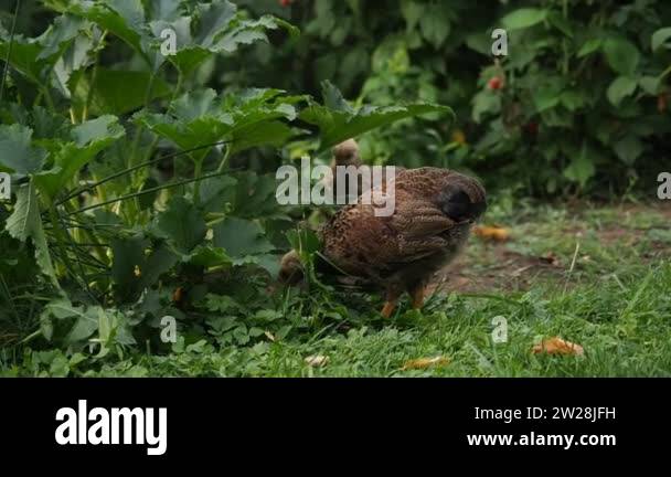 Free range hens -nine weeks old baby chickens - freely grazing in the ...