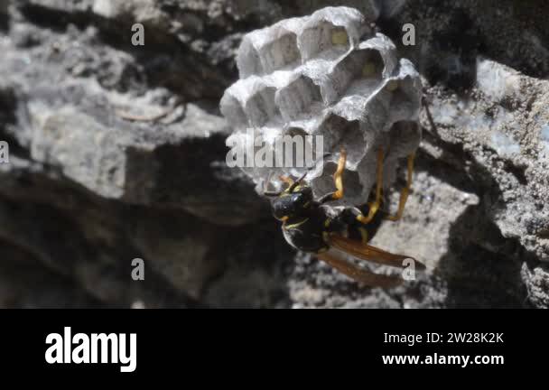 Stone bee hive Stock Videos & Footage - HD and 4K Video Clips - Alamy