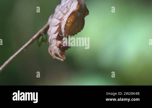 Lobster moth (Stauropus fagi), lobster prominent, a moth family ...