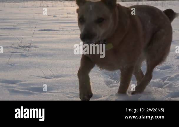 Snow rescue dog Stock Videos & Footage - HD and 4K Video Clips - Alamy