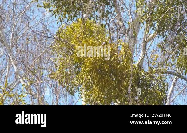 Mistletoe grows in trees Stock Videos & Footage - HD and 4K Video Clips ...