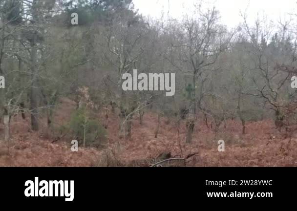 Deer running through field Stock Videos & Footage - HD and 4K Video ...