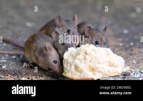 The house mouse is a small mammal of the order Rodentia ...