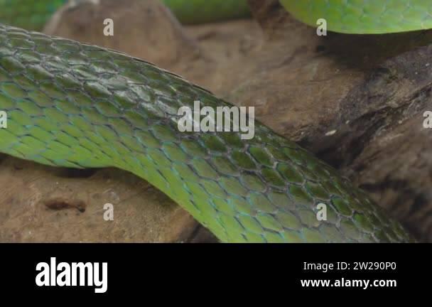 Rhinoceros Ratsnake or Rhynchophis Boulengeri. Also Known as Rhinoceros ...