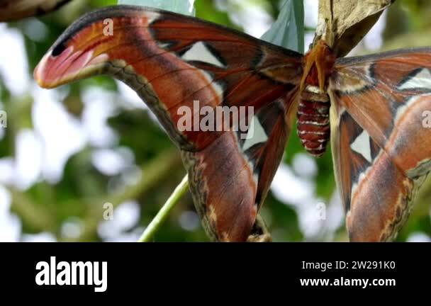 Monarch butterfly on red leaf Stock Videos & Footage - HD and 4K Video ...