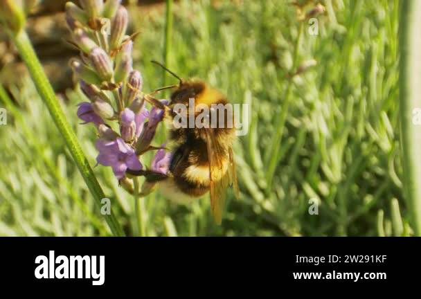 Worker bumblebee Stock Videos & Footage - HD and 4K Video Clips - Alamy