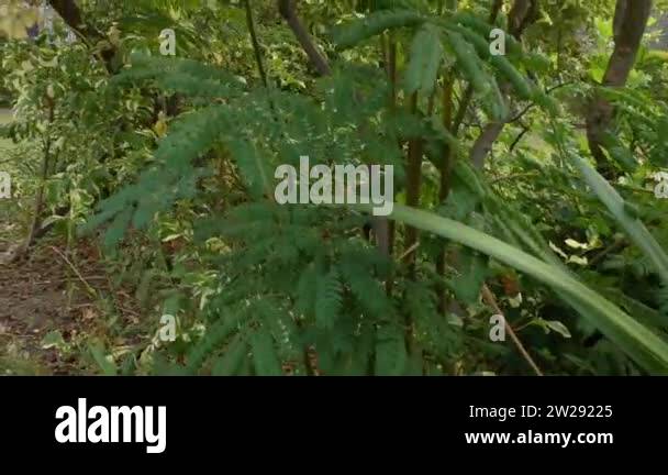 Plants folliage Stock Videos & Footage - HD and 4K Video Clips - Alamy