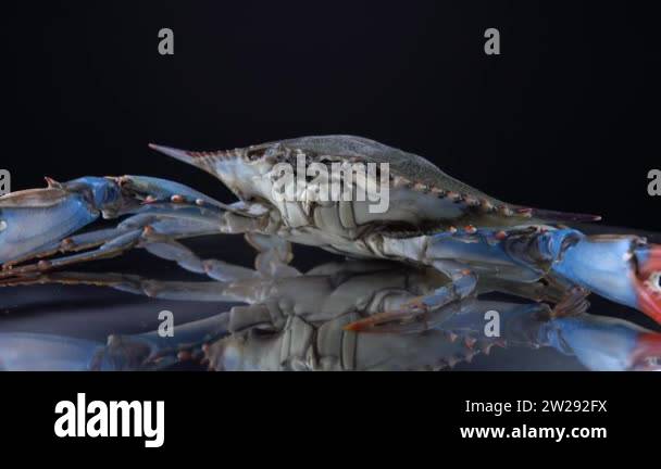 Large blue crab on the steel cooking plate. Crab with claws, view with ...