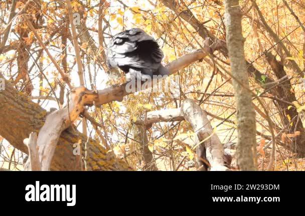 Dancing raven Stock Videos & Footage - HD and 4K Video Clips - Alamy