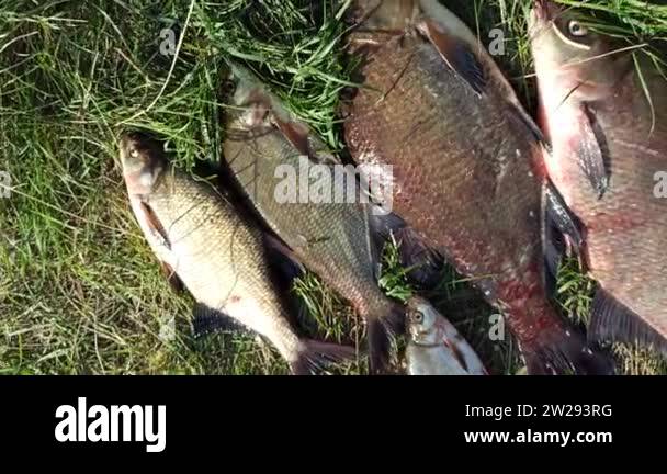 Common river bream Stock Videos & Footage - HD and 4K Video Clips - Alamy