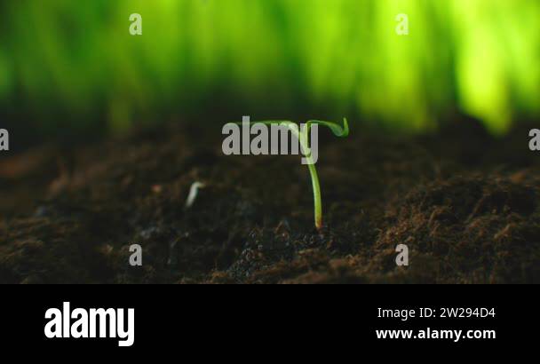 Agriculture. Growing plants. Plant seedling. Hand nurturing and watering young baby plants ...