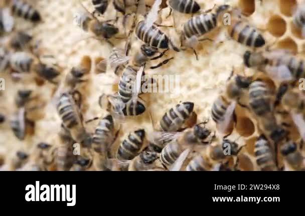 Honey Bee Brood. Brood care. The Birth of a Bee. Worker bee emerging ...