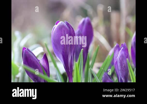 Stages of blossom Stock Videos & Footage - HD and 4K Video Clips - Alamy