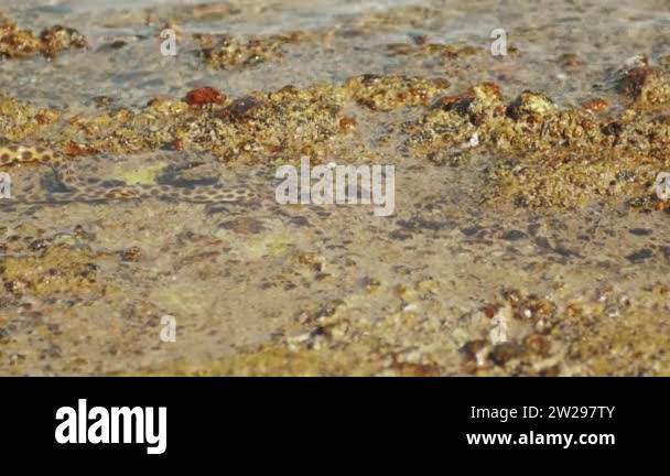 Underwater snake is hunting and feeds in Red sea in Dahab Egypt, slow ...