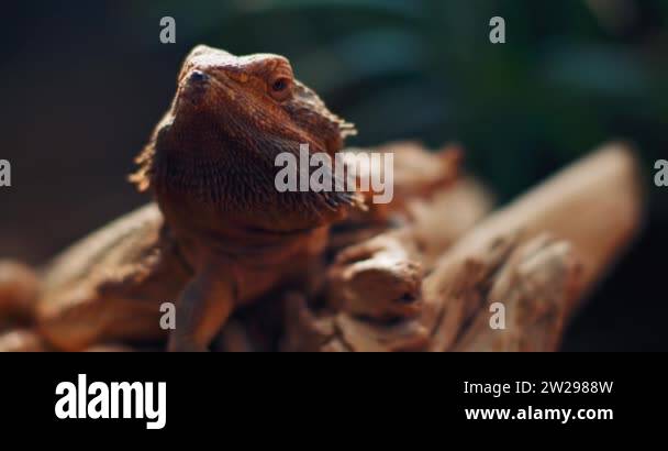 Bearded dragon, also known as Pogona, sitting on a tree branch. This ...