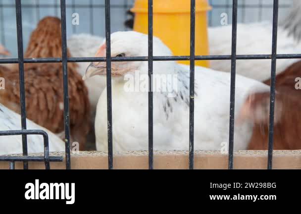 Group of chickens in cage in poultry farm. A flock of domestic chicken ...