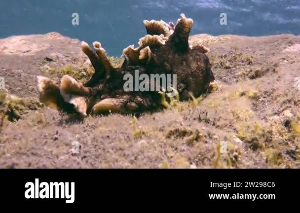 Black sea slug underwater on bottom of volcanic origin in Atlantic ...