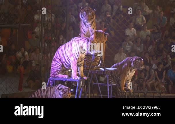 CHONBURI, THAILAND, MARCH 1, 2018: bengal tiger in a cage at a circus ...