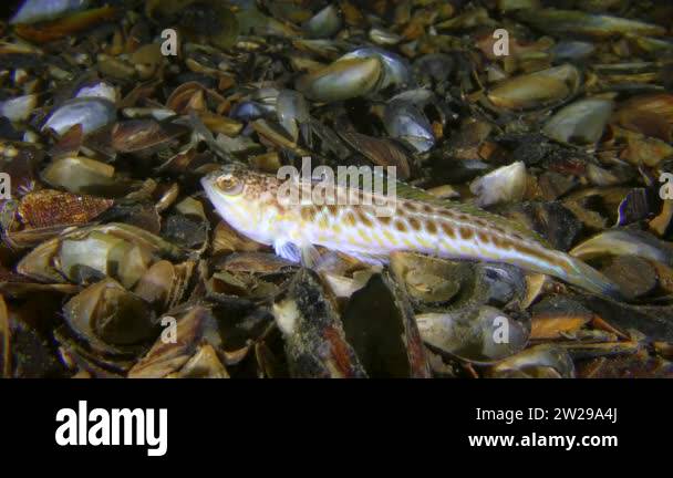 Grote pieterman Stock Videos & Footage - HD and 4K Video Clips - Alamy