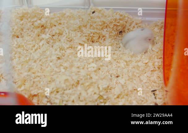 Little hamster Stock Videos & Footage - HD and 4K Video Clips - Alamy