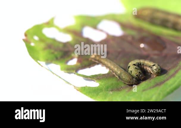 Life cycle of a cabbage white butterfly Stock Videos & Footage - HD and ...