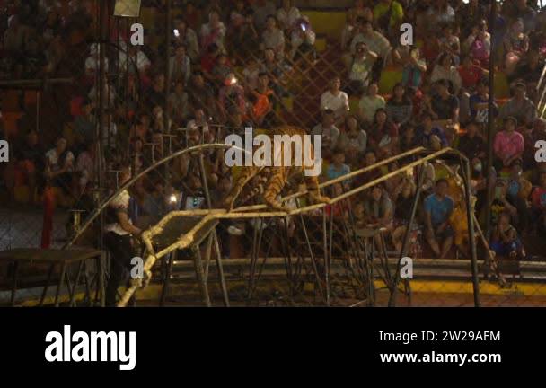 CHONBURI, THAILAND, MARCH 1, 2018: bengal tiger walking on rope in a ...