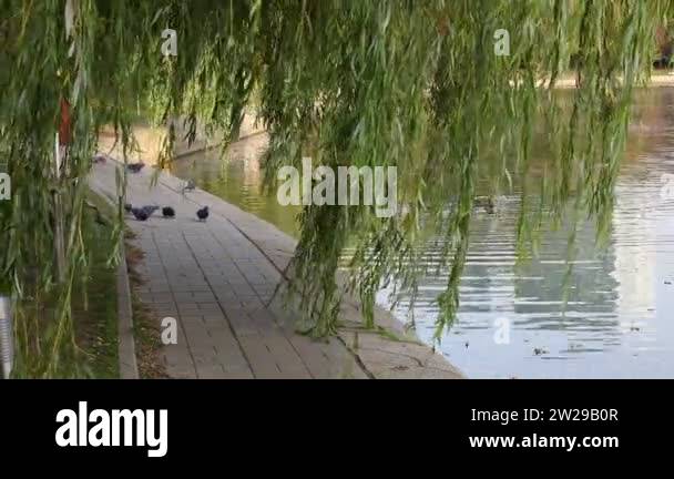 Weeping willow tree over water Stock Videos & Footage - HD and 4K Video ...