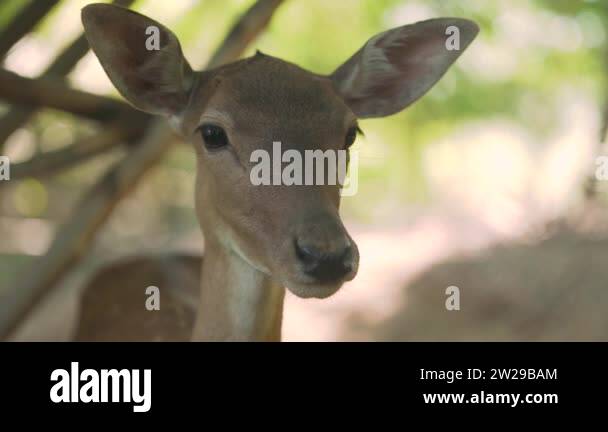 Fawn brown Stock Videos & Footage - HD and 4K Video Clips - Alamy