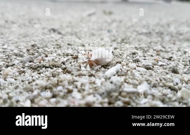 Cute little shell crab coming out carefully from a shell, looking ...