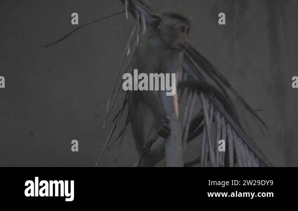 monkey with short fur and big eyes sits on palm tree branch Stock Video ...