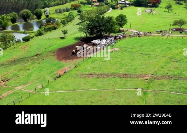 Livestock animals in the pasture. Rural life scene. Countryside view ...