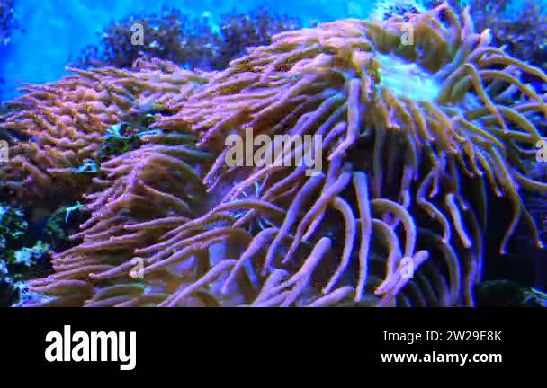 Symbiosis with fish, tentacles of large sea anemone in a marine ...