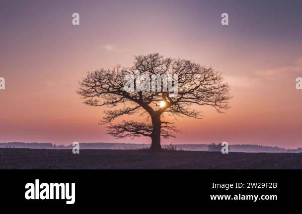 Oak tree horizon dramatic sky Stock Videos & Footage - HD and 4K Video ...