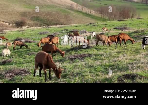 Goats are grazing grass, on a pasture, meadow over hill.Herd of ...