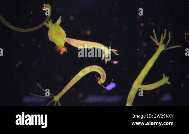 Hydra is a genus of small, fresh-water animals of the phylum Cnidaria ...