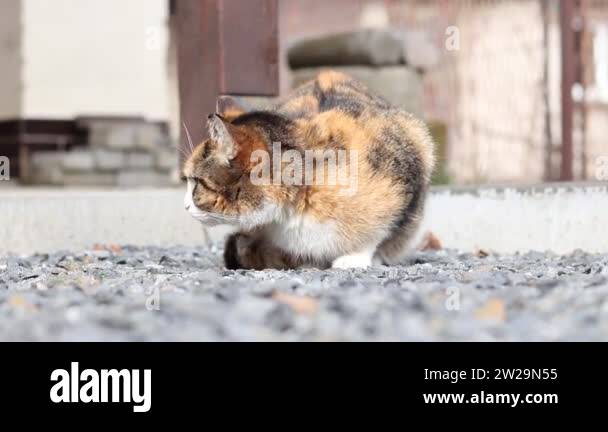 Angry domestic cat trying to sit comfortably on heated spot on gravel ...