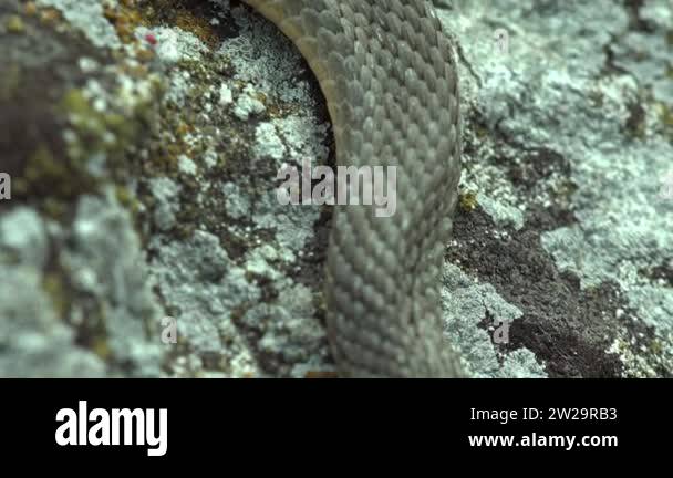 Snakes reptiles reptiles Stock Videos & Footage - HD and 4K Video Clips ...