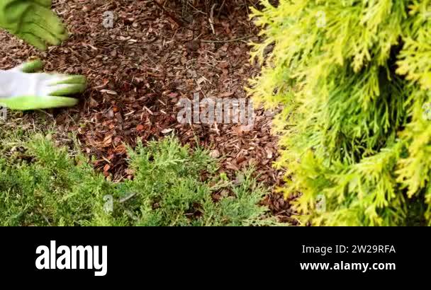 mulching garden plant bed with pine tree bark mulch Stock Video Footage ...
