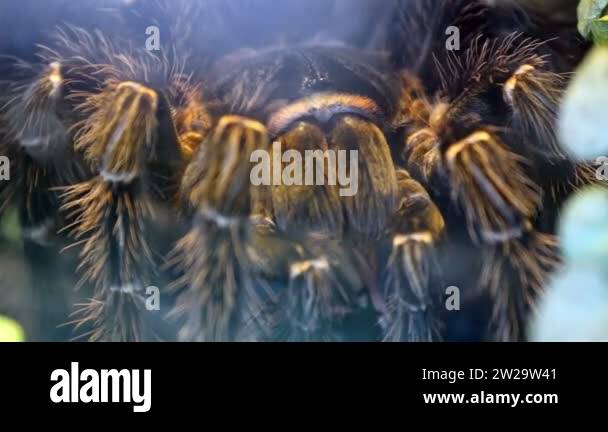 Tarantula theraphosidae Stock Videos & Footage - HD and 4K Video Clips ...