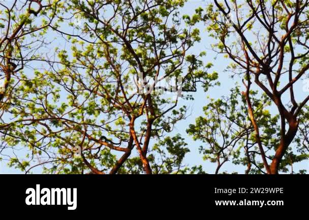 Wide angle high forest deciduous tree top branch plant orange and ...