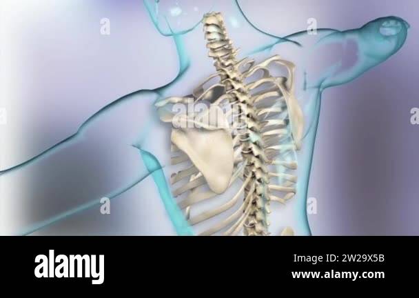 Screw anatomy Stock Videos & Footage - HD and 4K Video Clips - Alamy