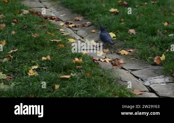 One dove in grass Stock Videos & Footage - HD and 4K Video Clips - Alamy